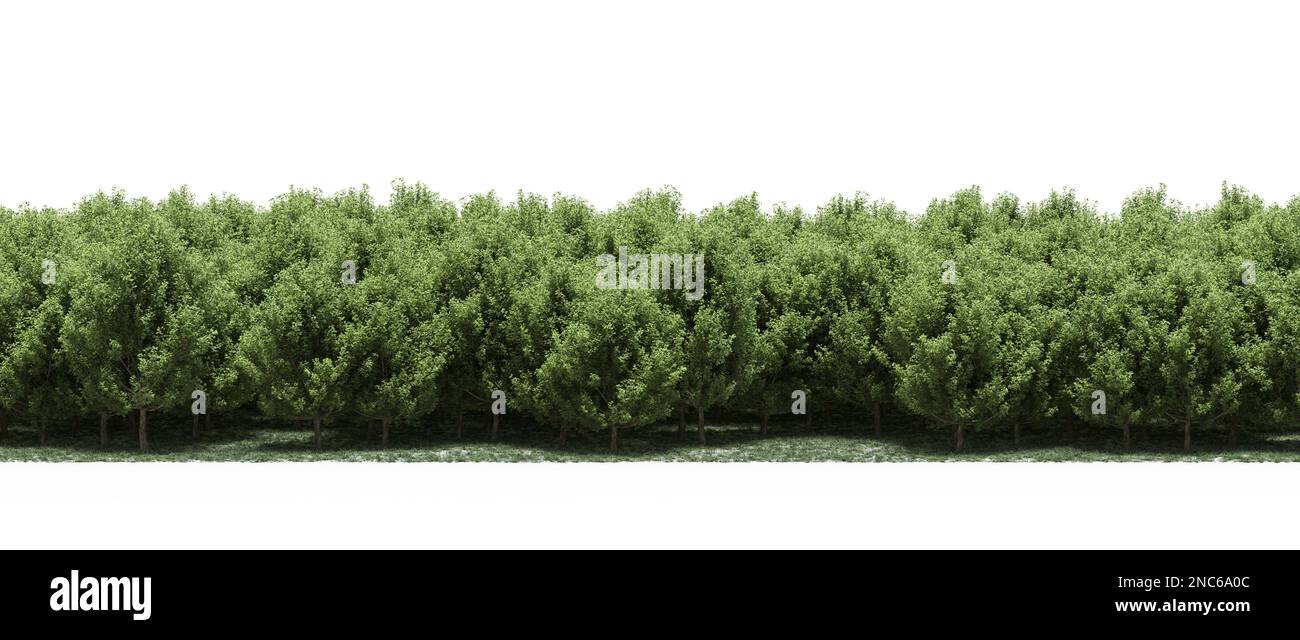 forest line, trees in the forest with grass and fallen leaves, isolated ...