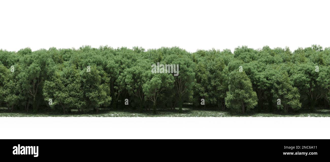 forest line, trees in the forest with grass and fallen leaves, isolated ...