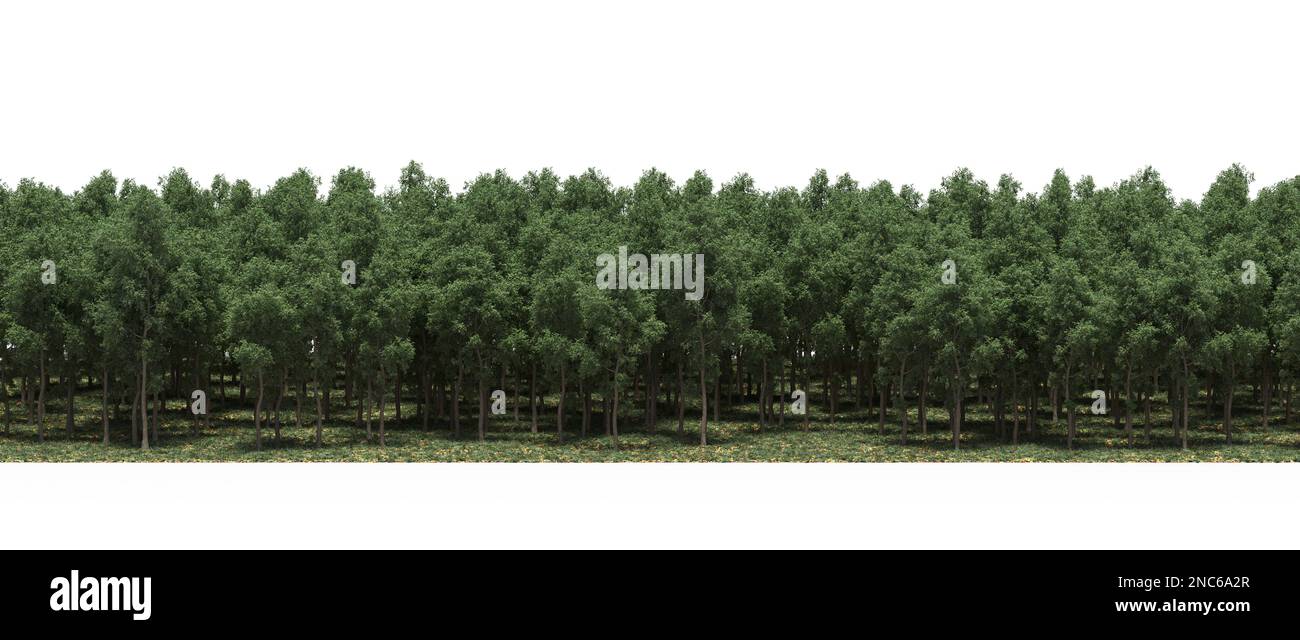 forest line, trees in the forest with grass and fallen leaves, isolated ...