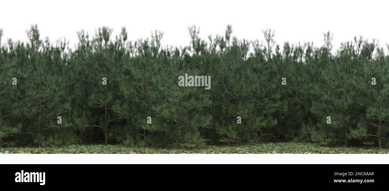 forest line, trees in the forest with grass and fallen leaves, isolated ...