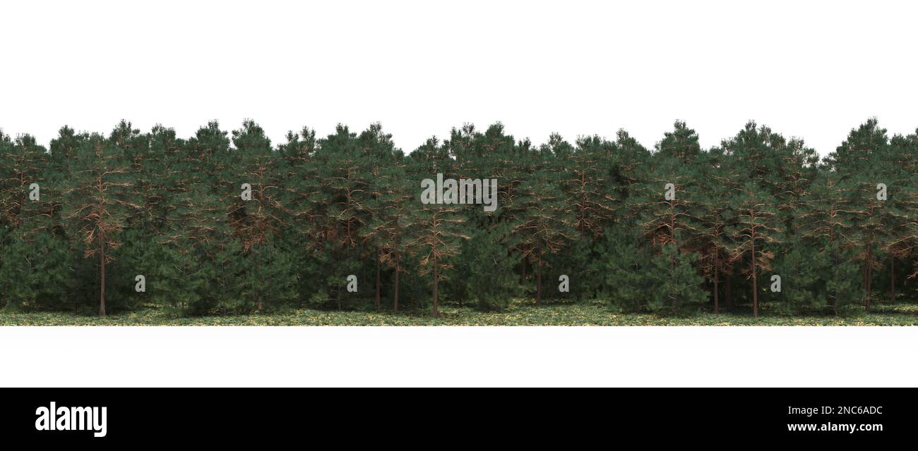 forest line, trees in the forest with grass and fallen leaves, isolated ...