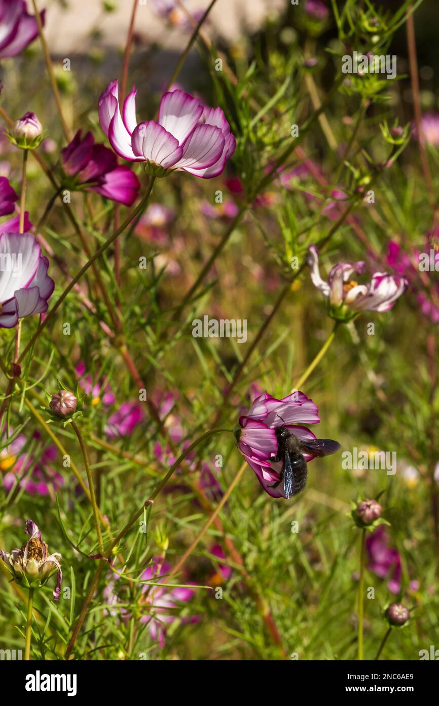 Insect pollinating a flower in the countryside Stock Photo - Alamy