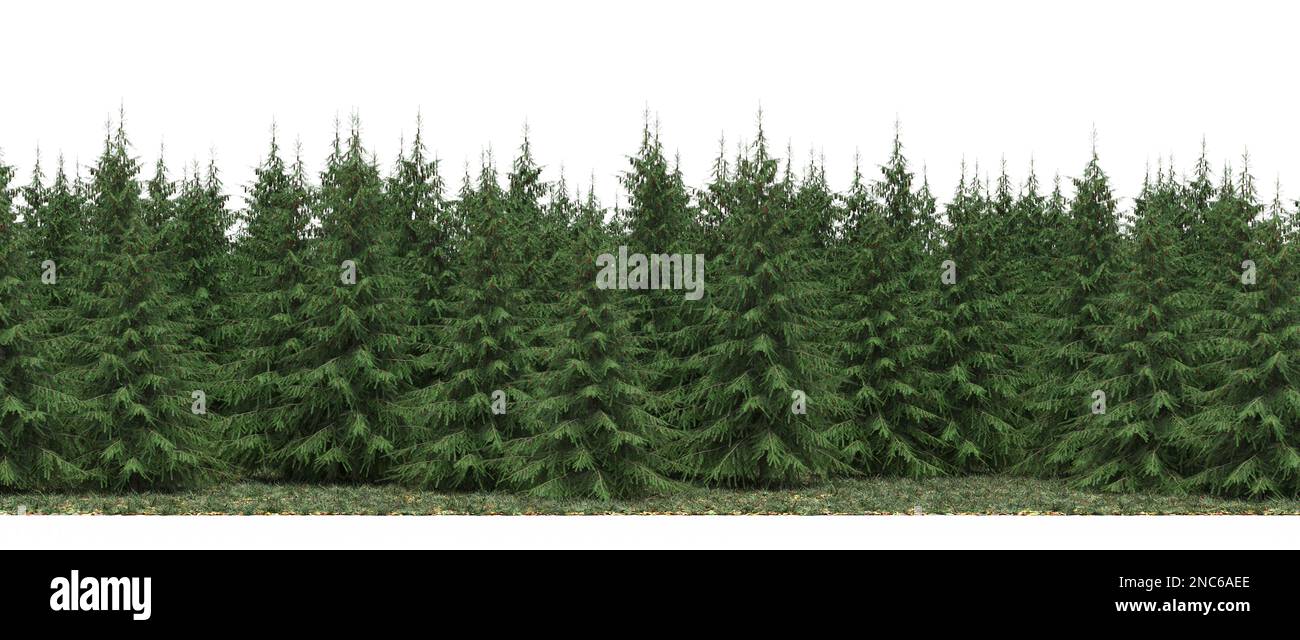 forest line, trees in the forest with grass and fallen leaves, isolated ...