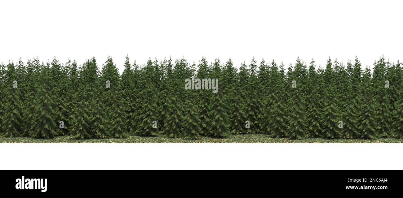 forest line, trees in the forest with grass and fallen leaves, isolated ...