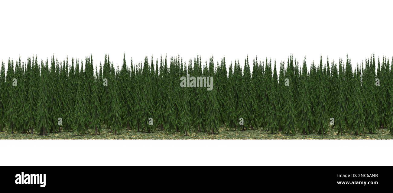 forest line, trees in the forest with grass and fallen leaves, isolated ...