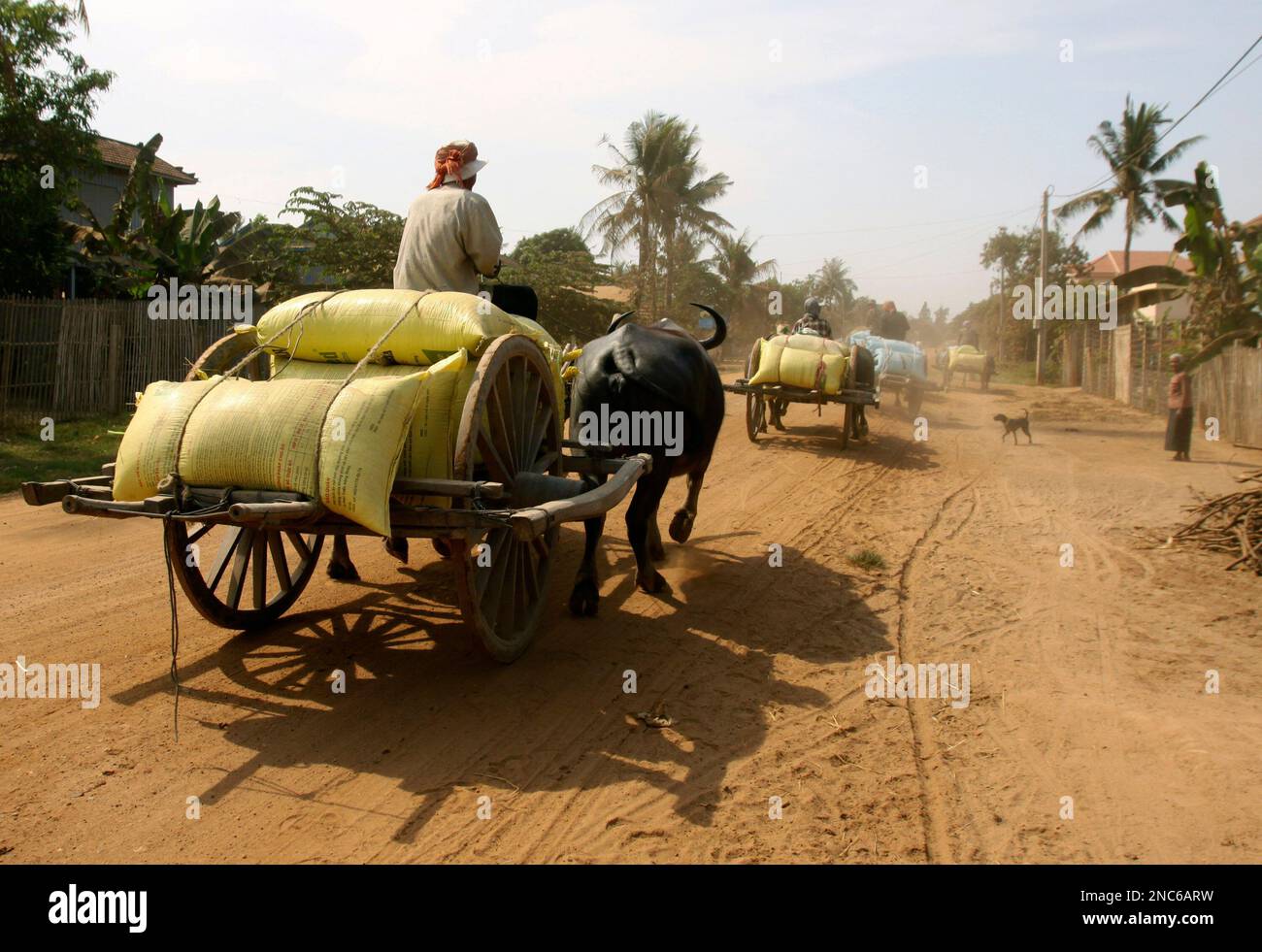 Cambodian farmers drive their water buffalo carts loaded with rice ...