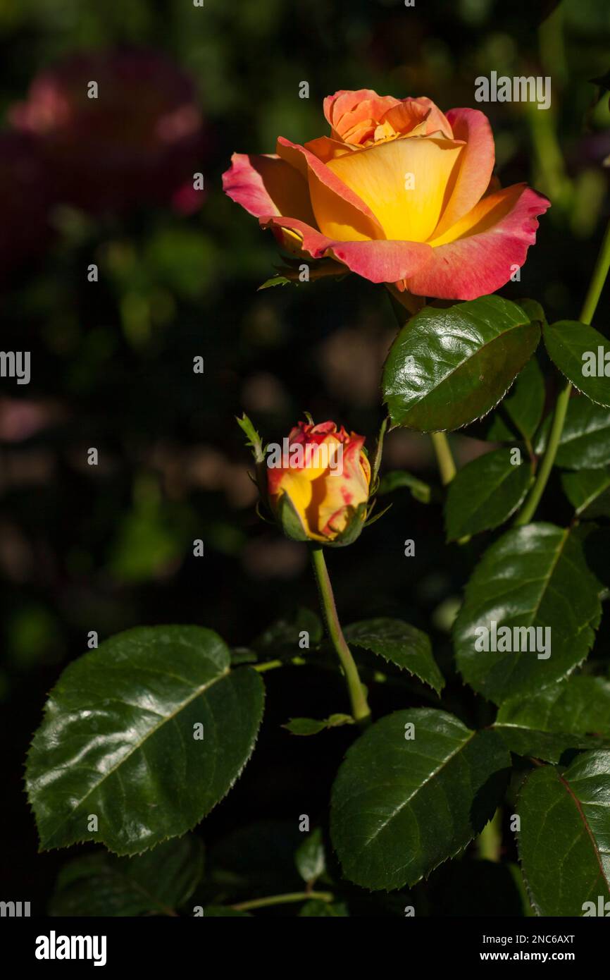 Rose corolla hi-res stock photography and images - Alamy
