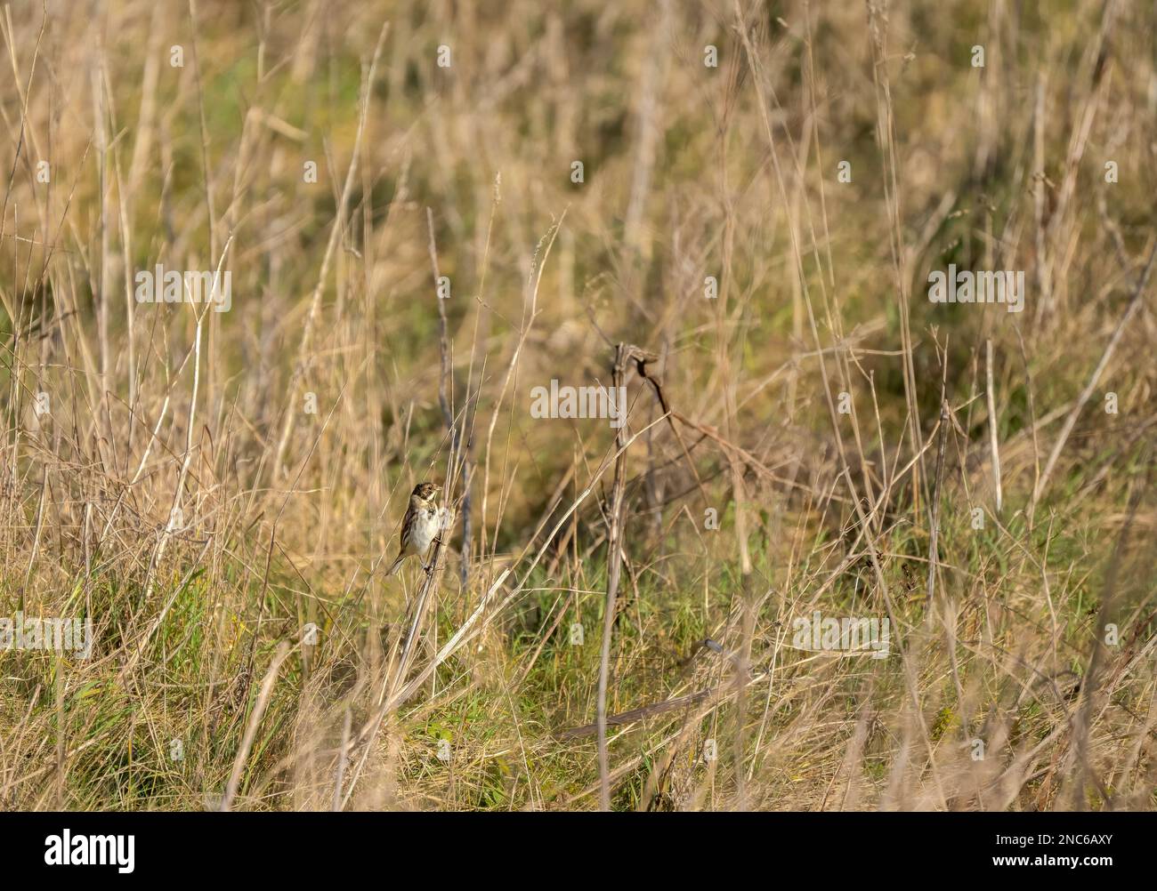 common reed bunting (Emberiza schoeniclus Stock Photo - Alamy
