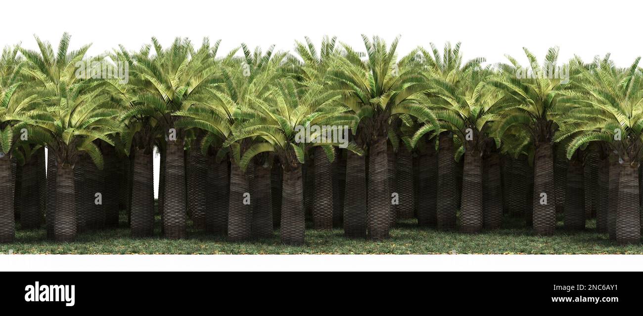 forest line, trees in the forest with grass and fallen leaves, isolated ...