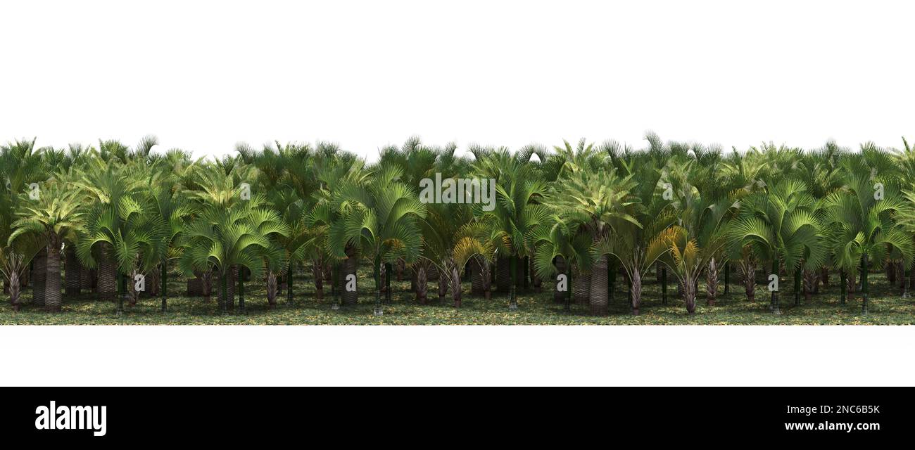 forest line, trees in the forest with grass and fallen leaves, isolated ...