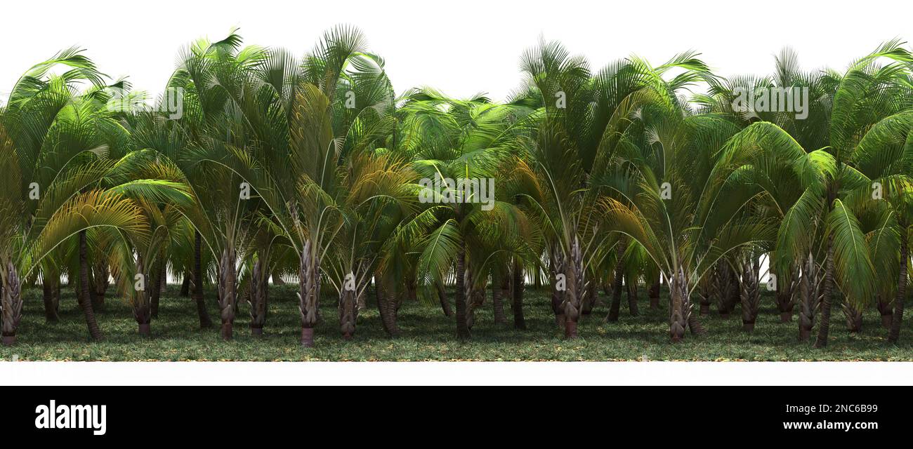 forest line, trees in the forest with grass and fallen leaves, isolated ...