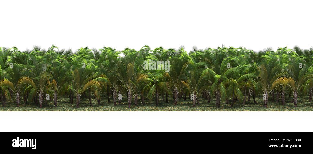 forest line, trees in the forest with grass and fallen leaves, isolated ...