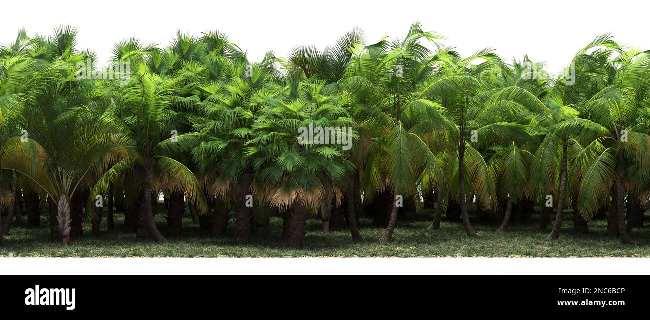 forest line, trees in the forest with grass and fallen leaves, isolated ...