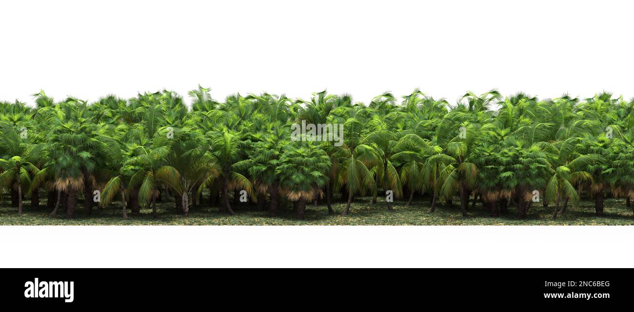 forest line, trees in the forest with grass and fallen leaves, isolated ...