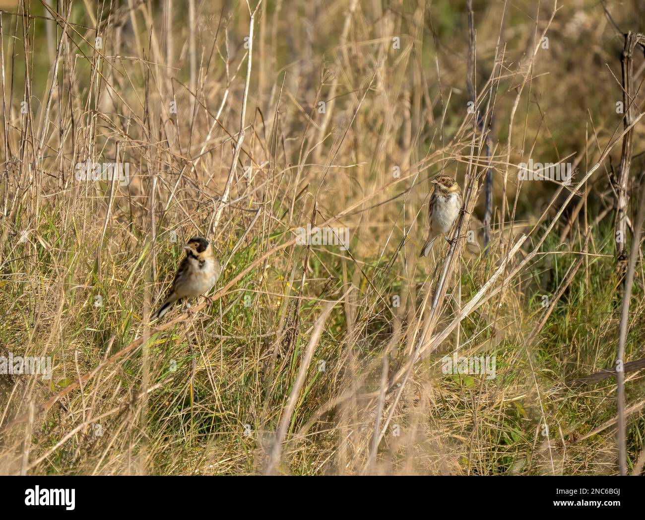 common reed bunting (Emberiza schoeniclus Stock Photo - Alamy