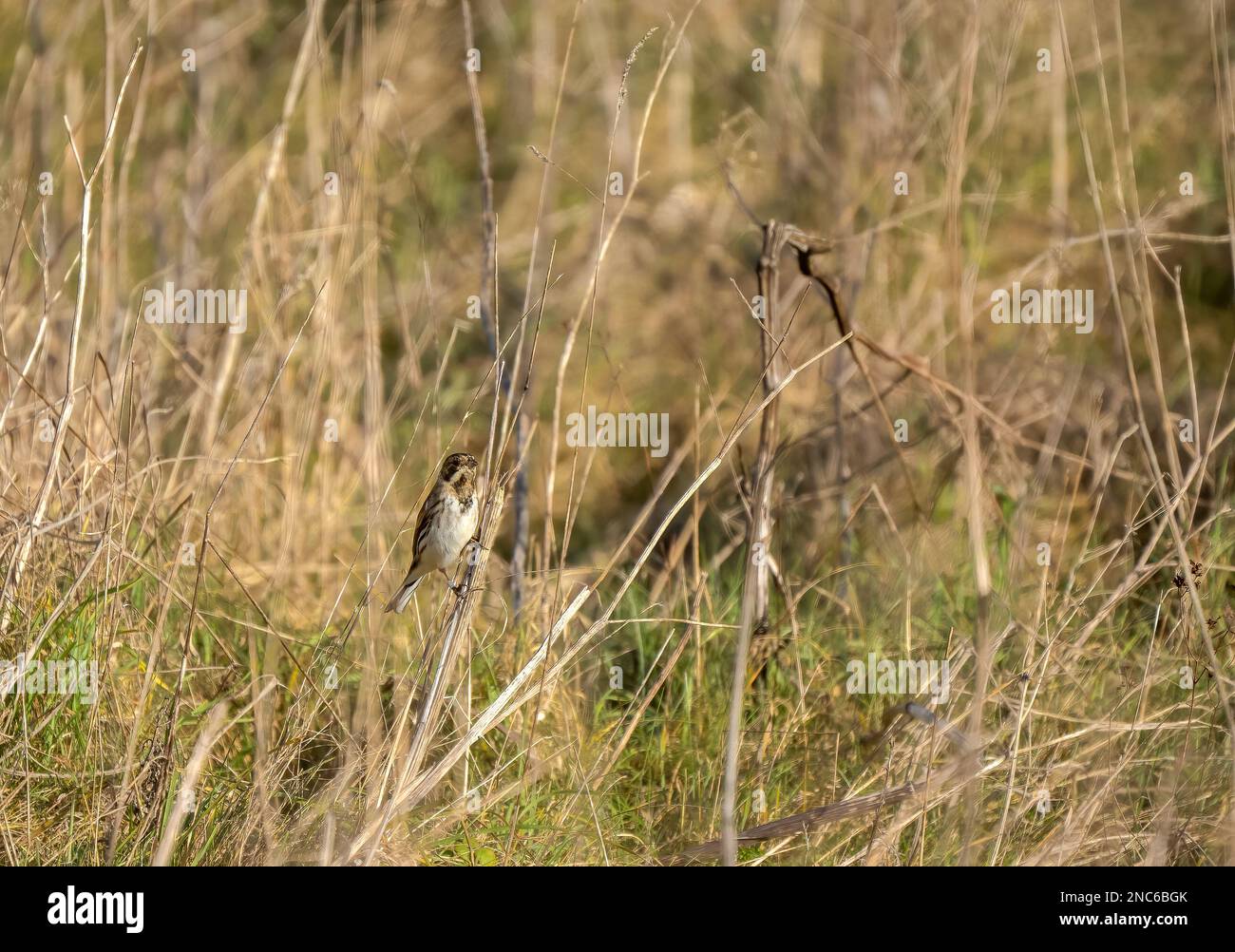 common reed bunting (Emberiza schoeniclus Stock Photo - Alamy