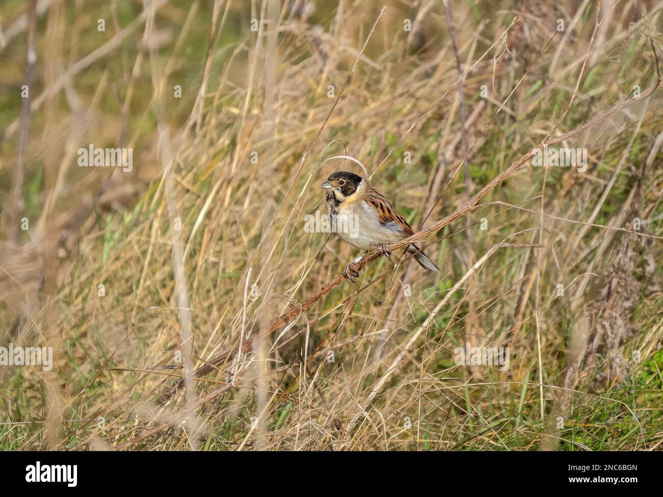 common reed bunting (Emberiza schoeniclus Stock Photo - Alamy