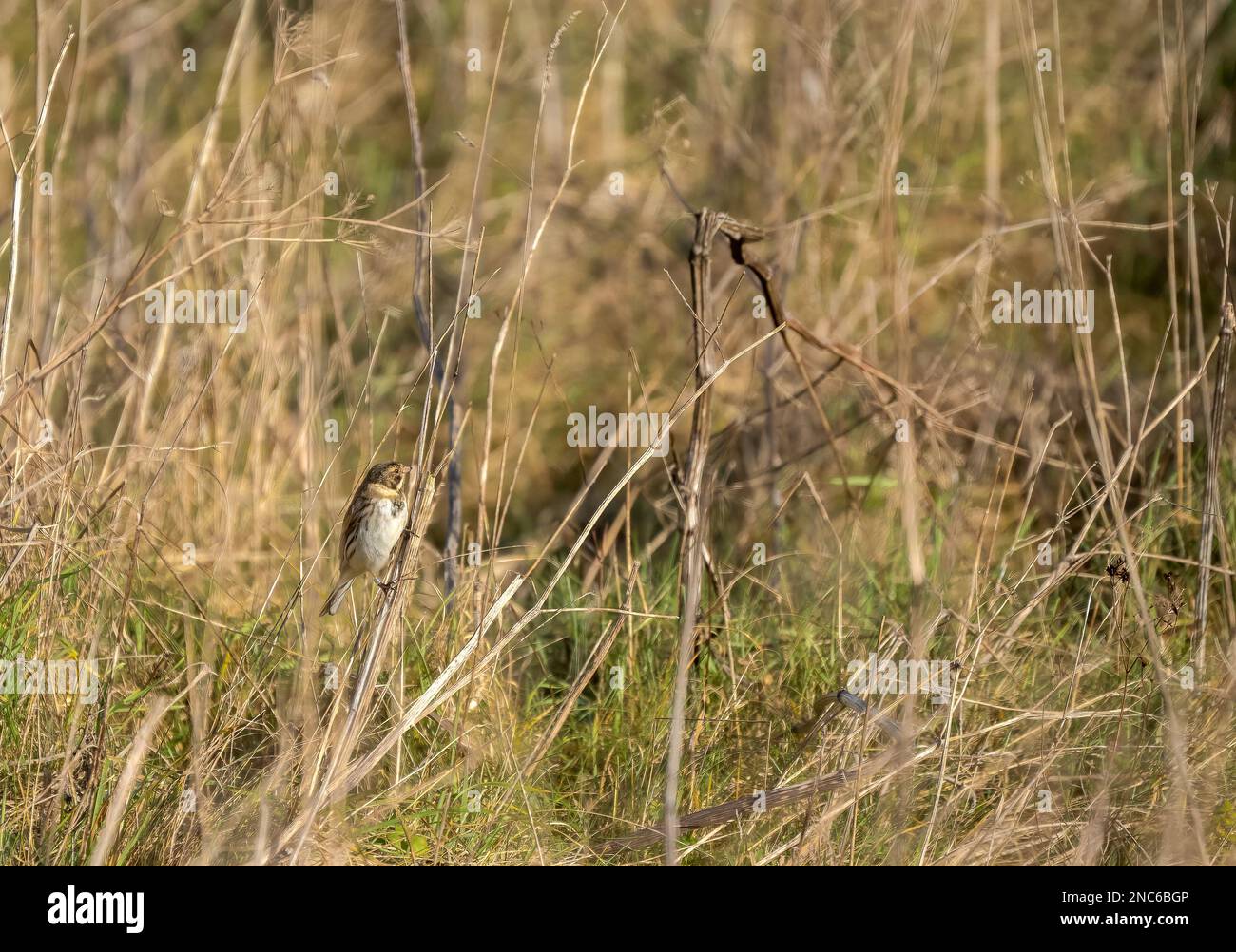common reed bunting (Emberiza schoeniclus Stock Photo - Alamy