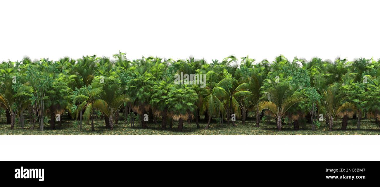 forest line, trees in the forest with grass and fallen leaves, isolated ...