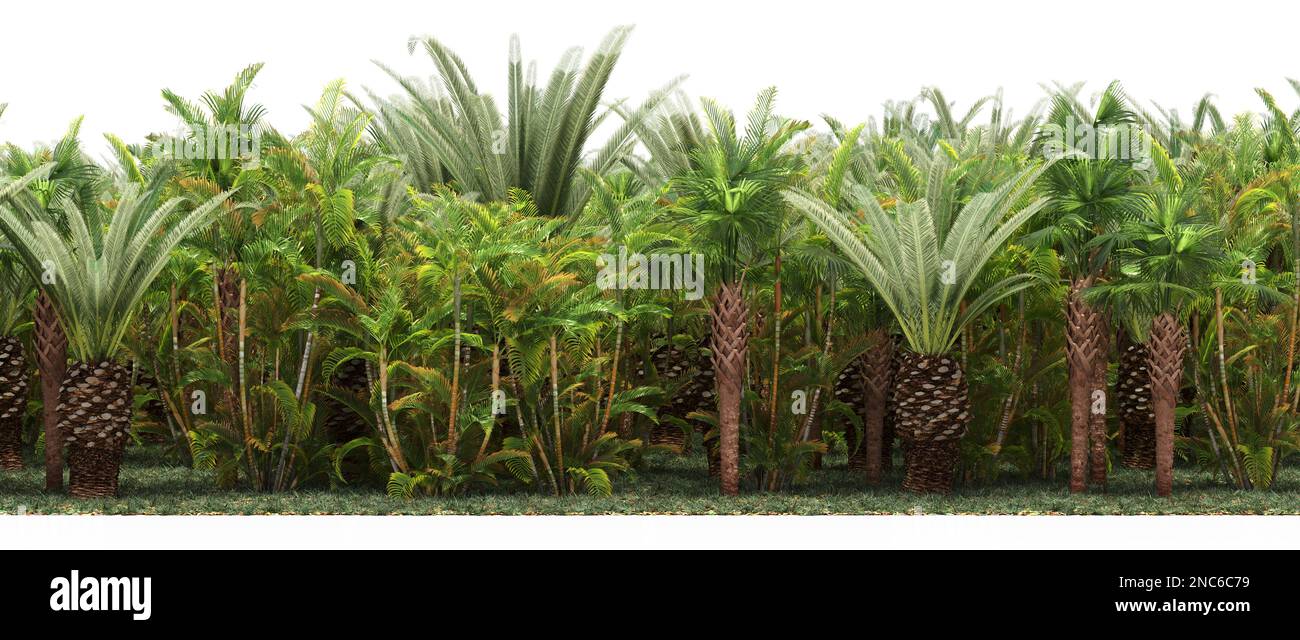 forest line, trees in the forest with grass and fallen leaves, isolated ...