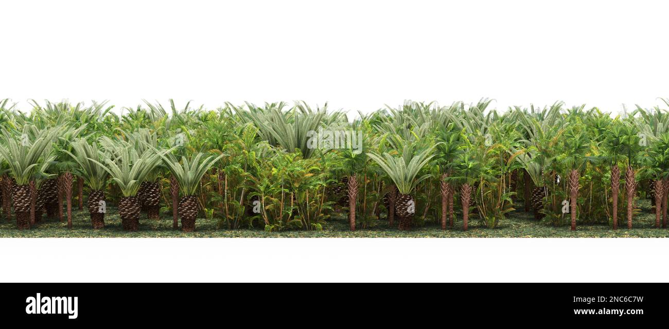 forest line, trees in the forest with grass and fallen leaves, isolated ...