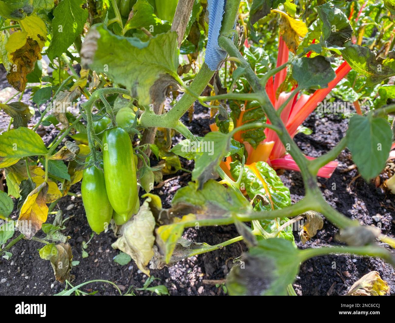 Urban gardening in the city on balcony or terrace with vegetables ...