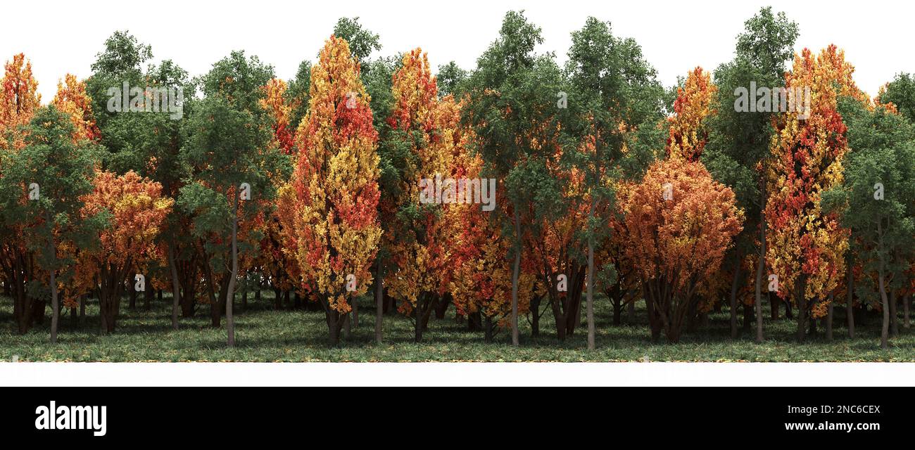 forest line, trees in the forest with grass and fallen leaves, isolated ...