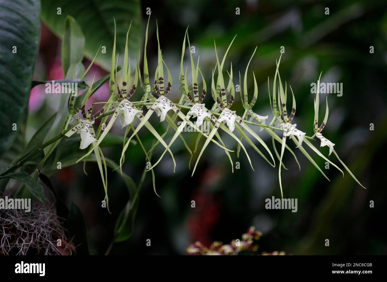 A Brassia Rex orchid hangs on display at the eighth annual Orchid Mania ...