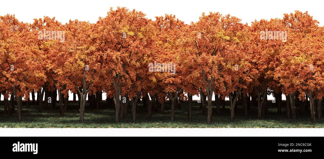 forest line, trees in the forest with grass and fallen leaves, isolated ...