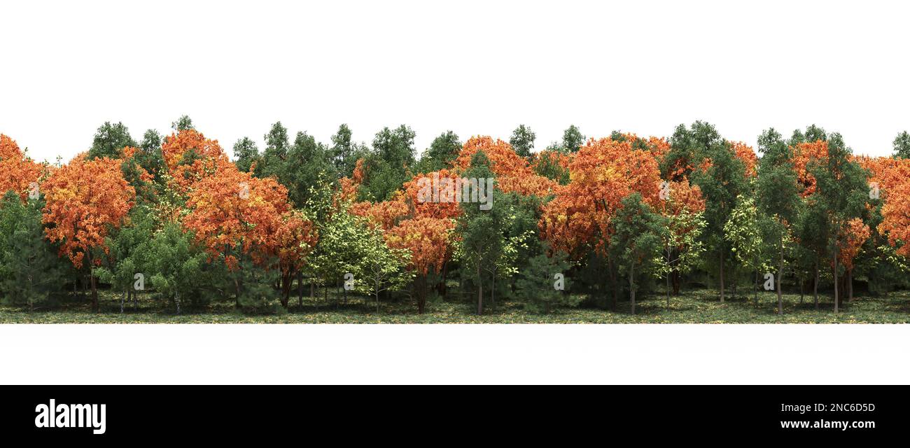 forest line, trees in the forest with grass and fallen leaves, isolated ...