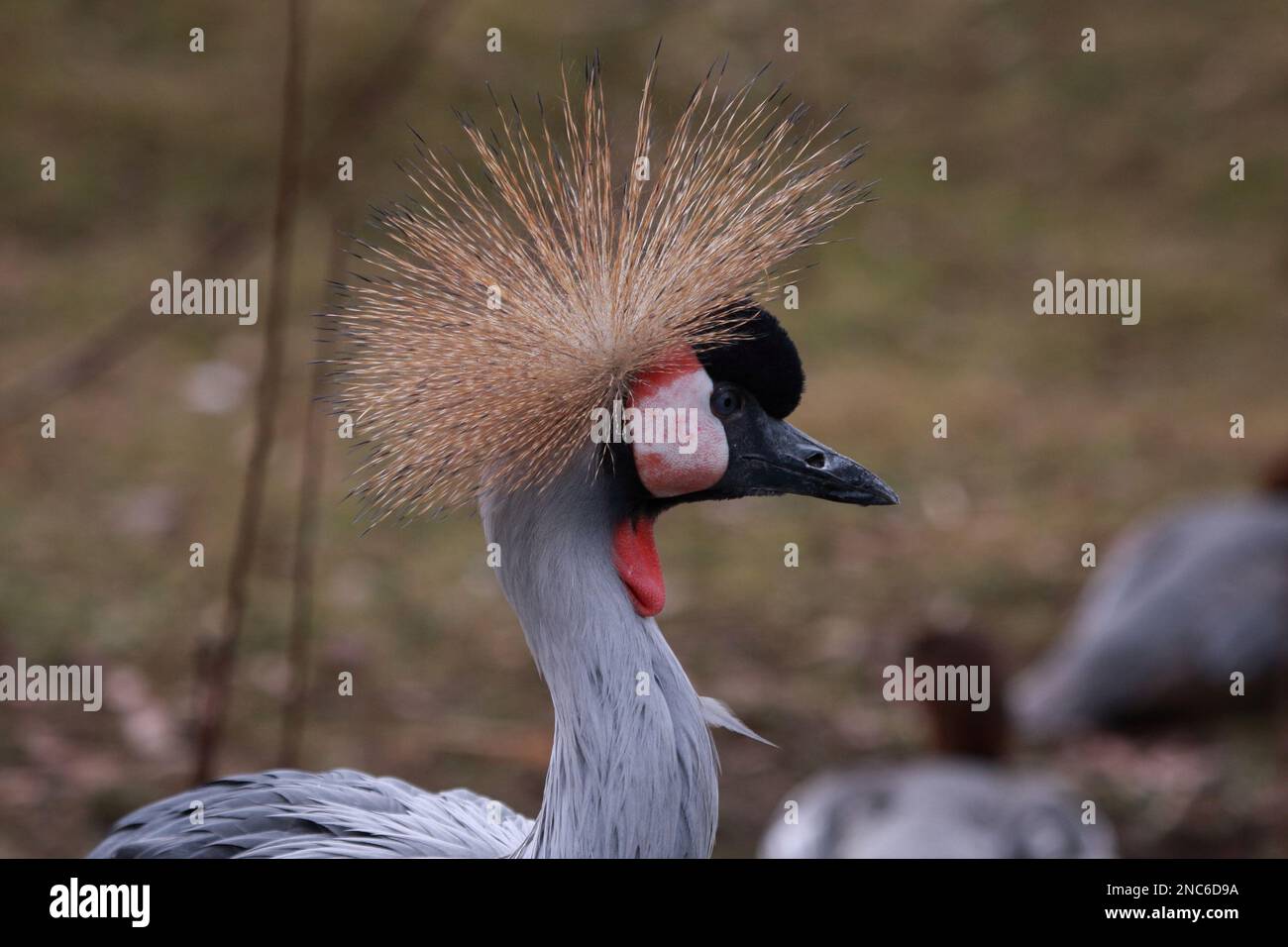 Grey crowned crane portrait of this beautiful bird Stock Photo - Alamy