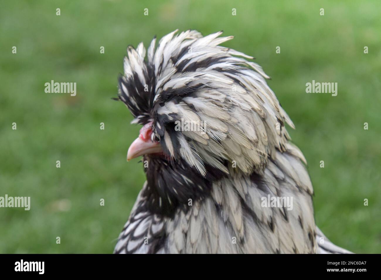 Farm animal polish hen portrait chicken hi-res stock photography and ...