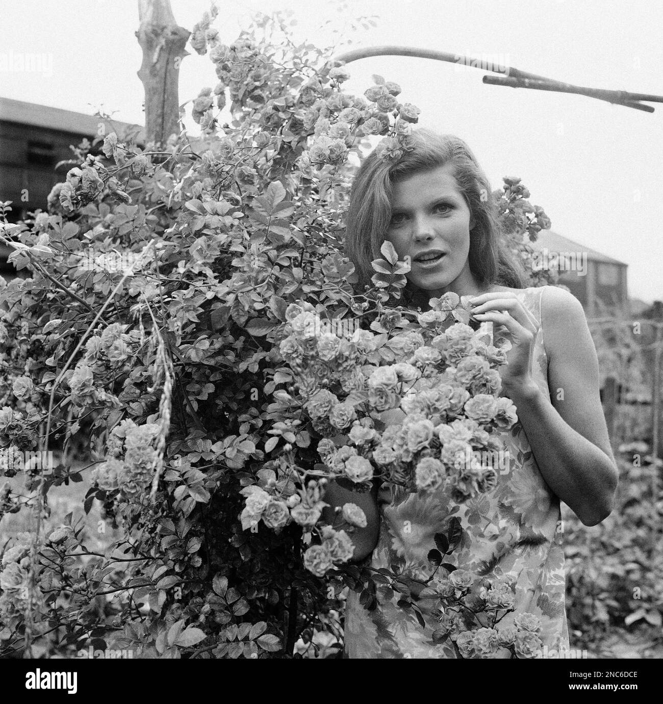 Samantha Eggar, pictured between roses during a break in filming at ...