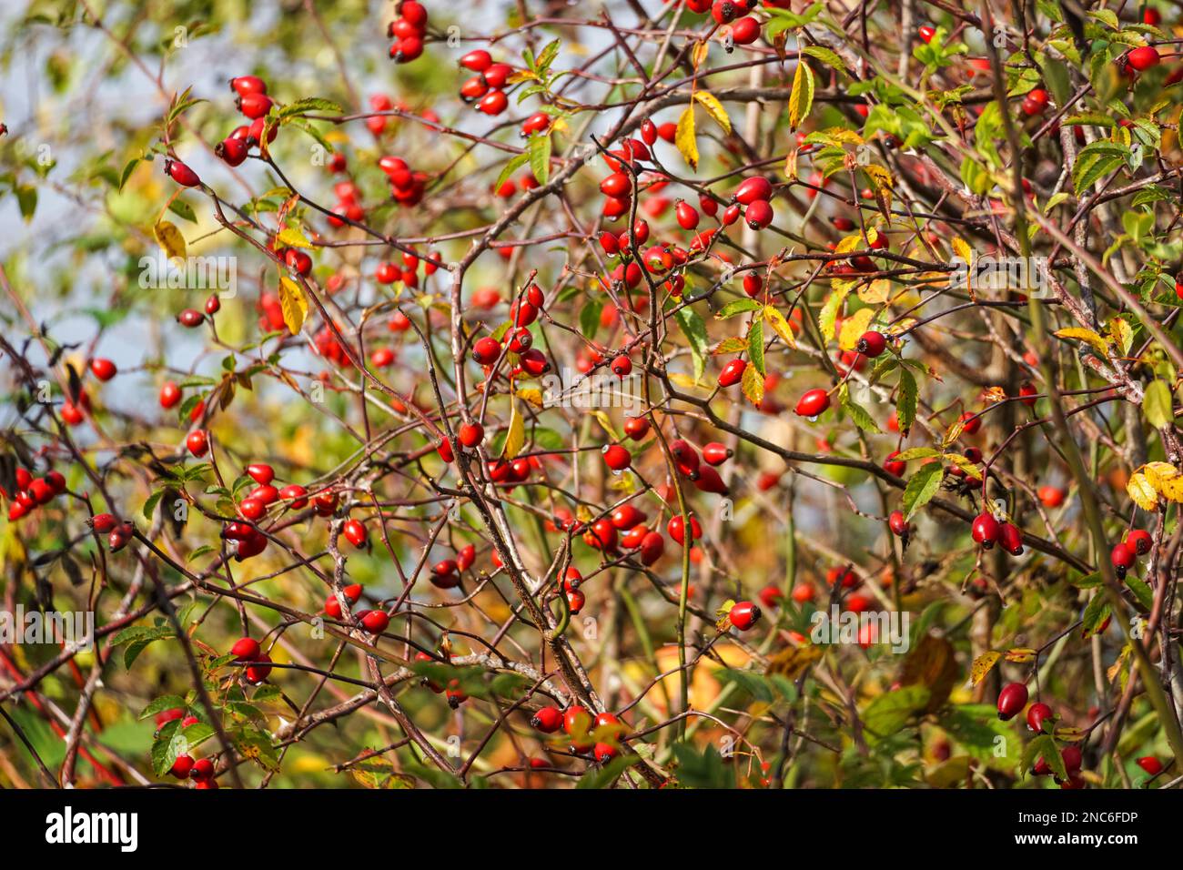 Red rose hips berries on a dog rose shrub, Rosa canina, Essex UK Stock ...