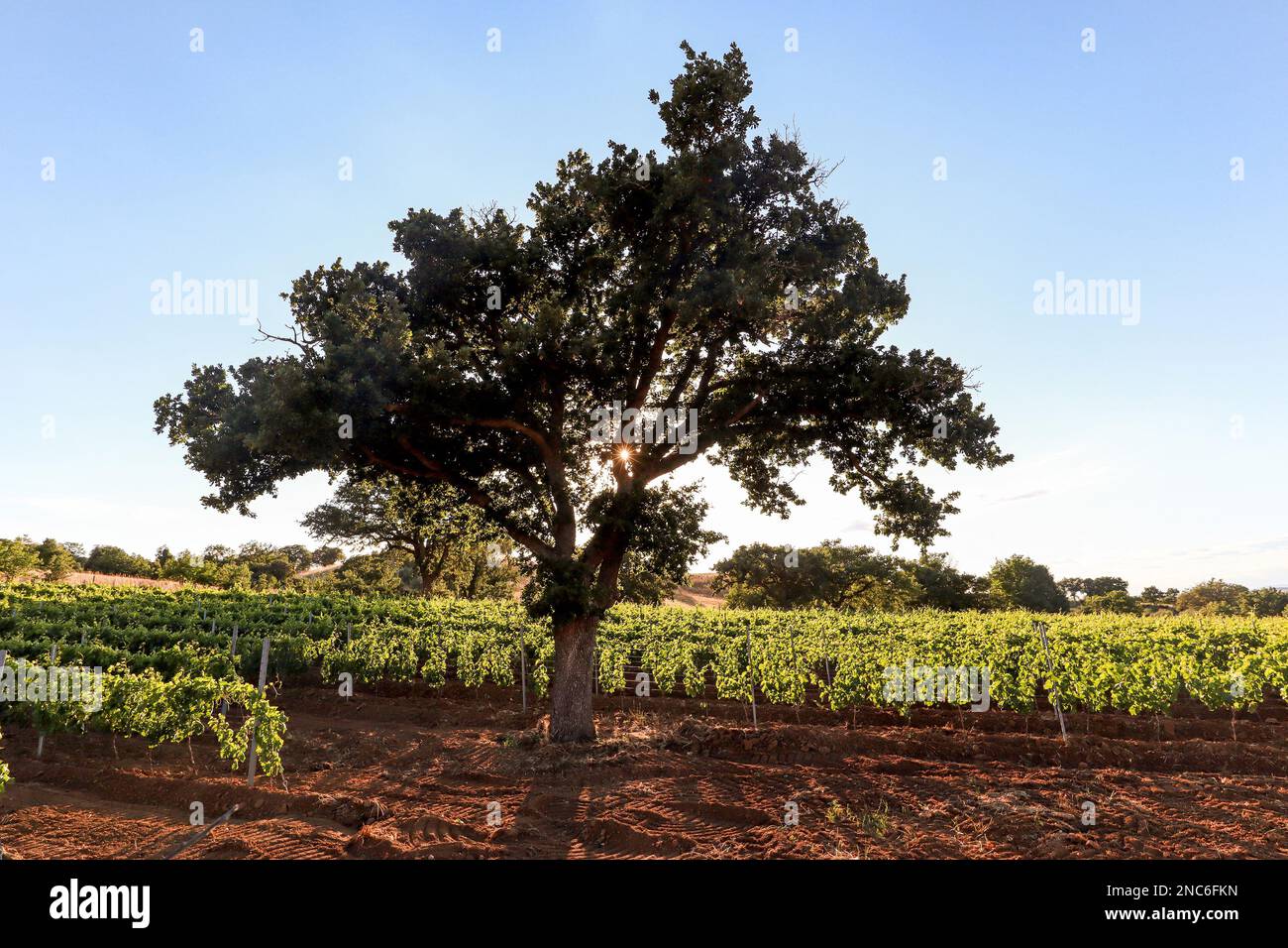 Old vineyards with red wine grapes and oak tree near a winery in the ...