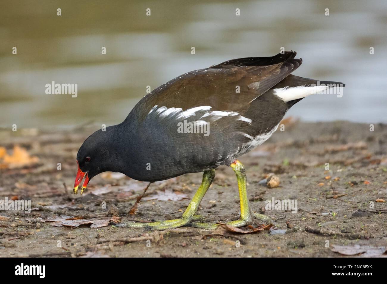 Close up common moorhen swimming hi-res stock photography and images ...