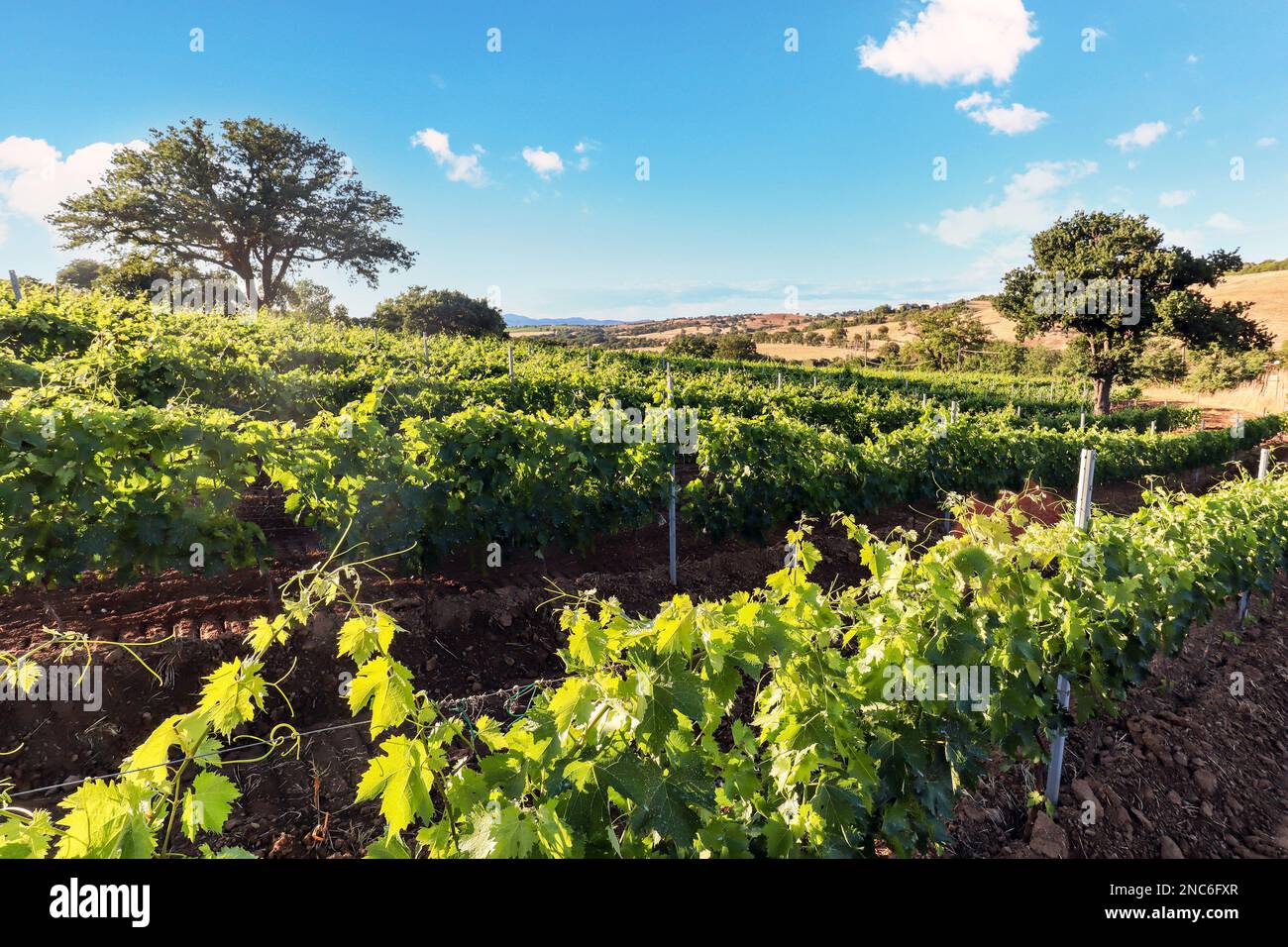 Old vineyards with red wine grapes and oak tree near a winery in the ...