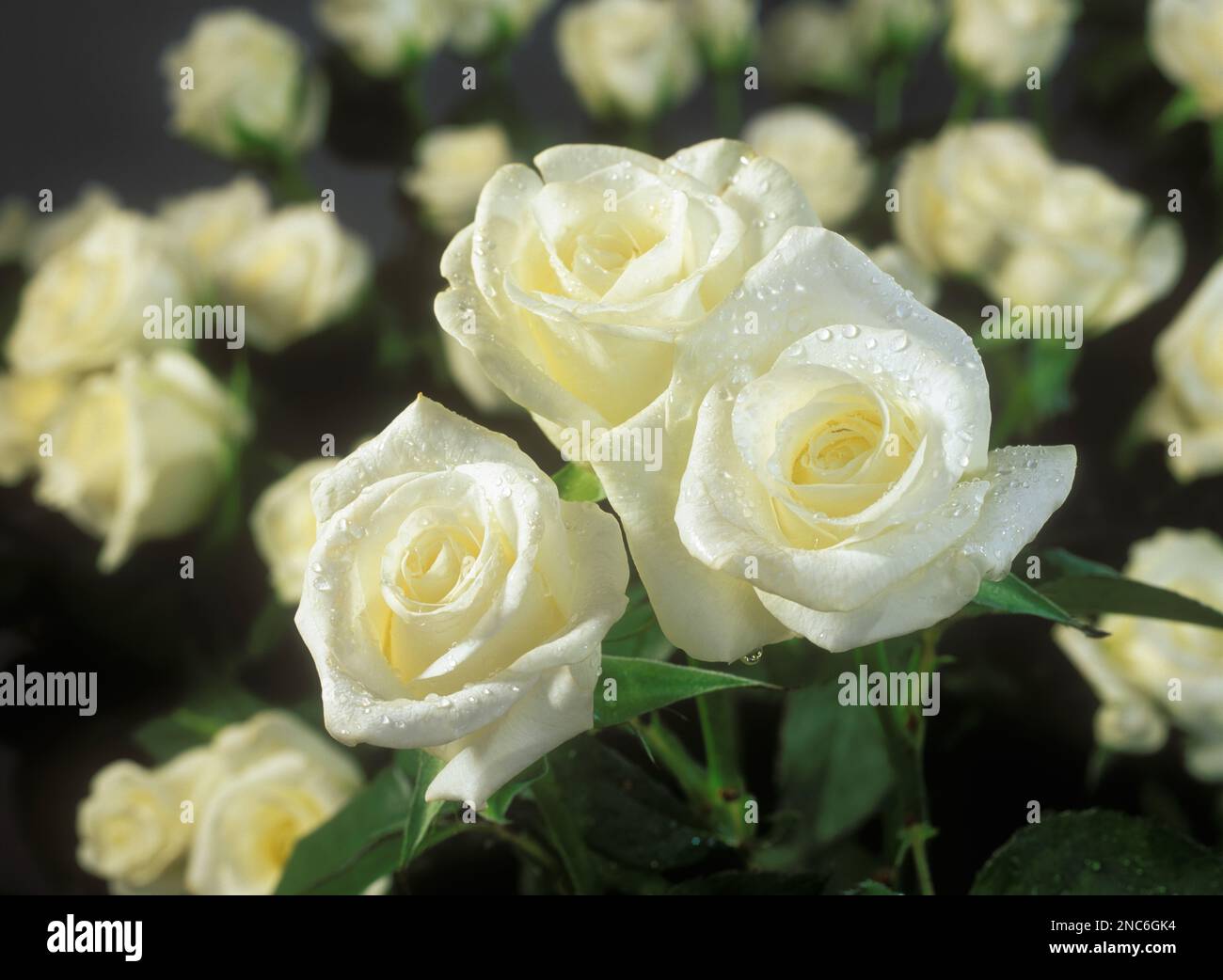 Cottage Gardens, rural garden, rose flowers, Poland Stock Photo - Alamy
