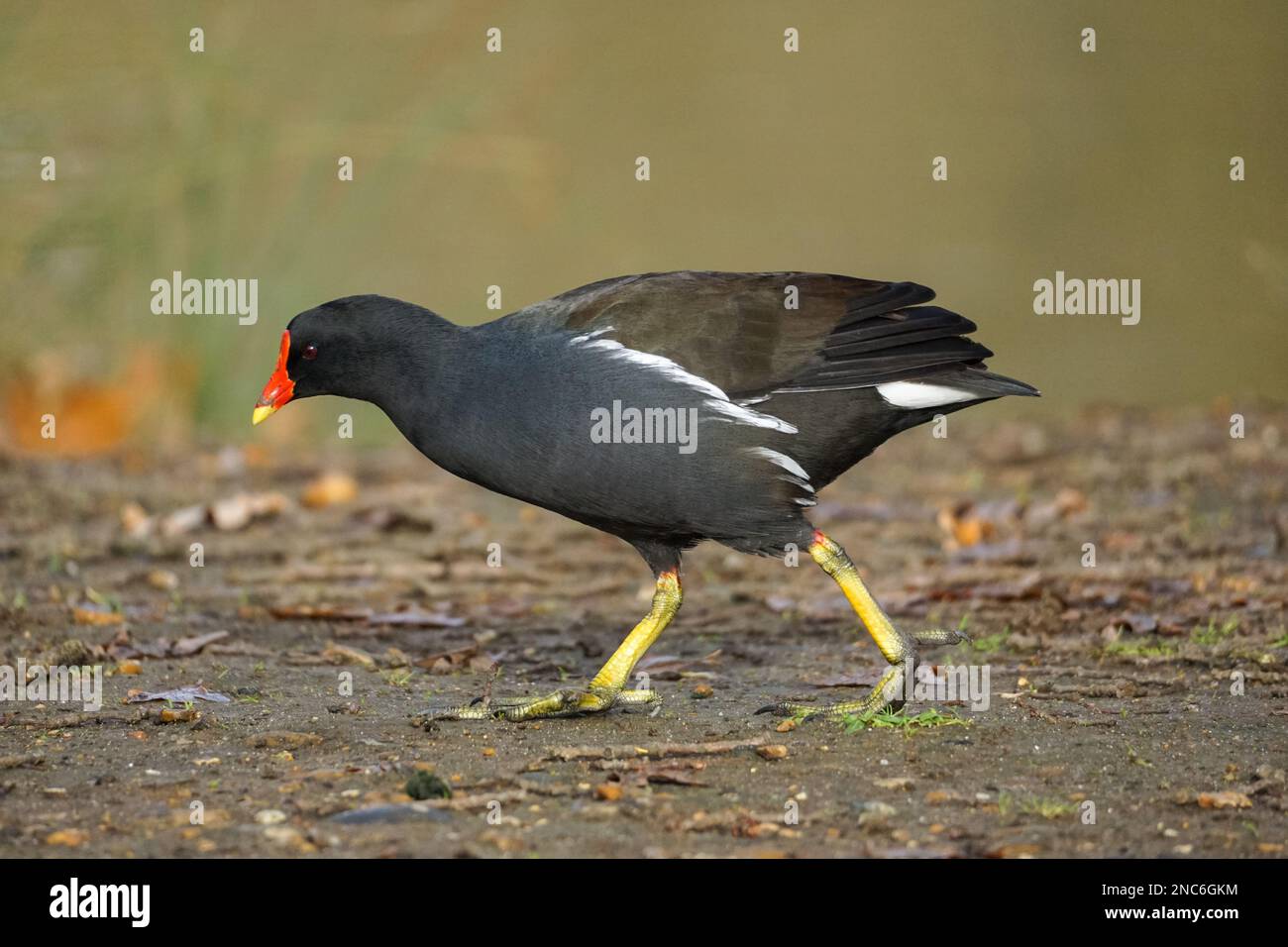 Marsh hen hi-res stock photography and images - Alamy