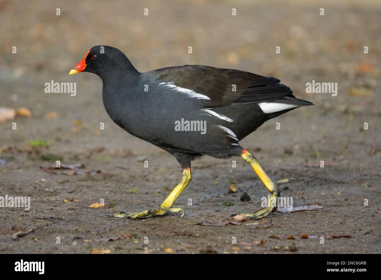 Moorhen common british bird hi-res stock photography and images - Alamy