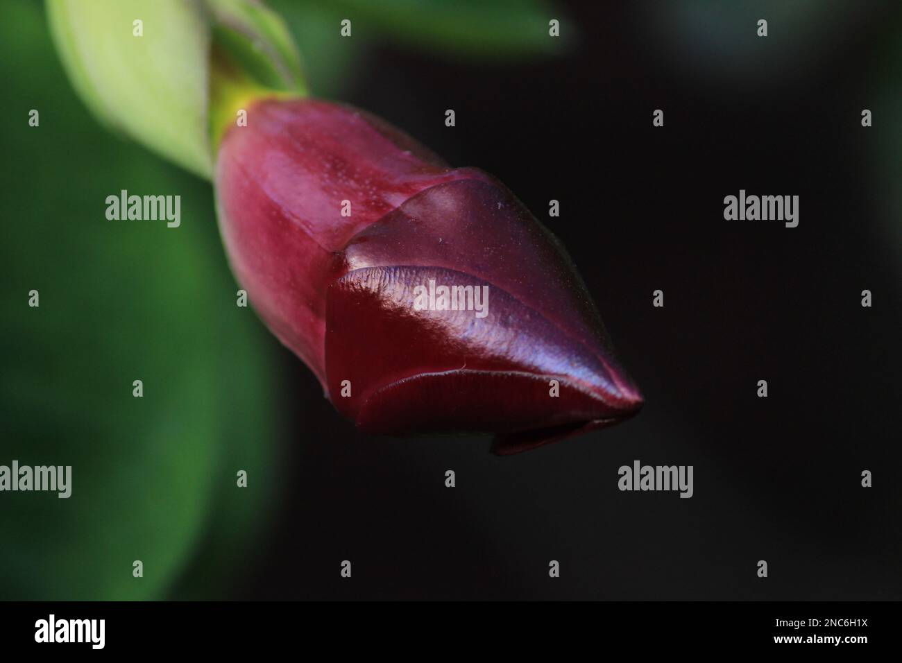 Beautiful Pink flower hollyhock blossoms in the garden.hollyhock alcea ...