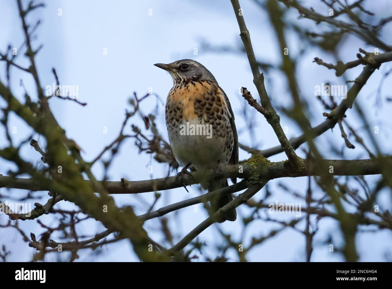 Fieldfare, Turdus pilaris on a tree Stock Photo - Alamy