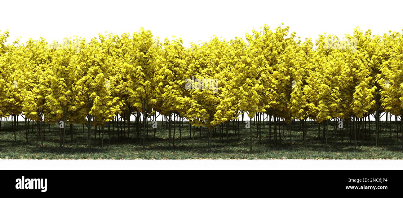 forest line, trees in the forest with grass and fallen leaves, isolated ...