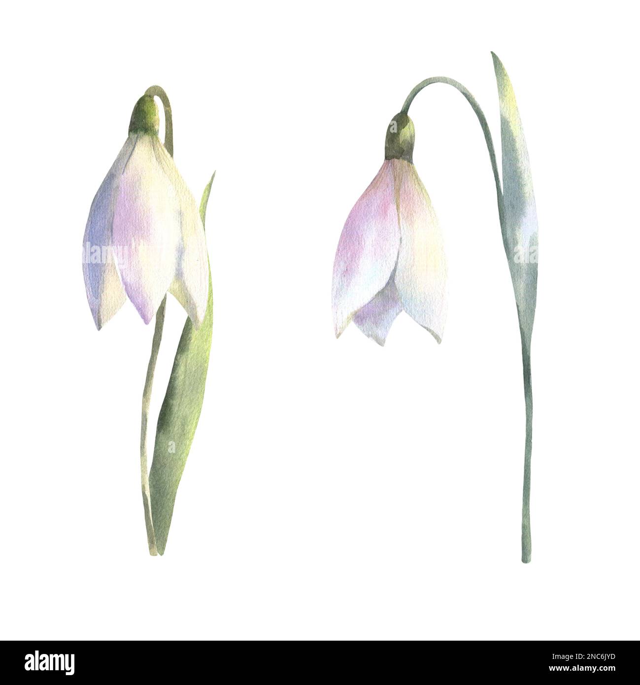 Set of watercolor spring flowers of snowdrops. Hand painted botanical ...