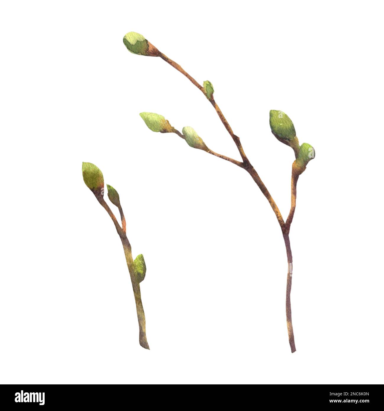 Watercolor spring branches with buds and leaves. Painted by hand Stock ...