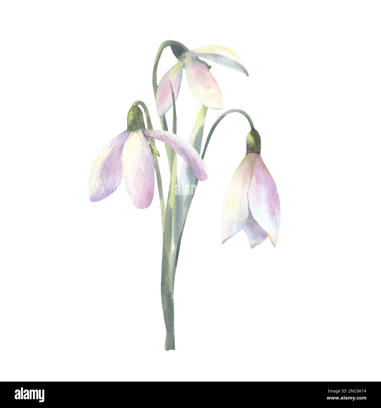 Watercolor spring flowers bouquet of snowdrops. Hand painted botanical ...