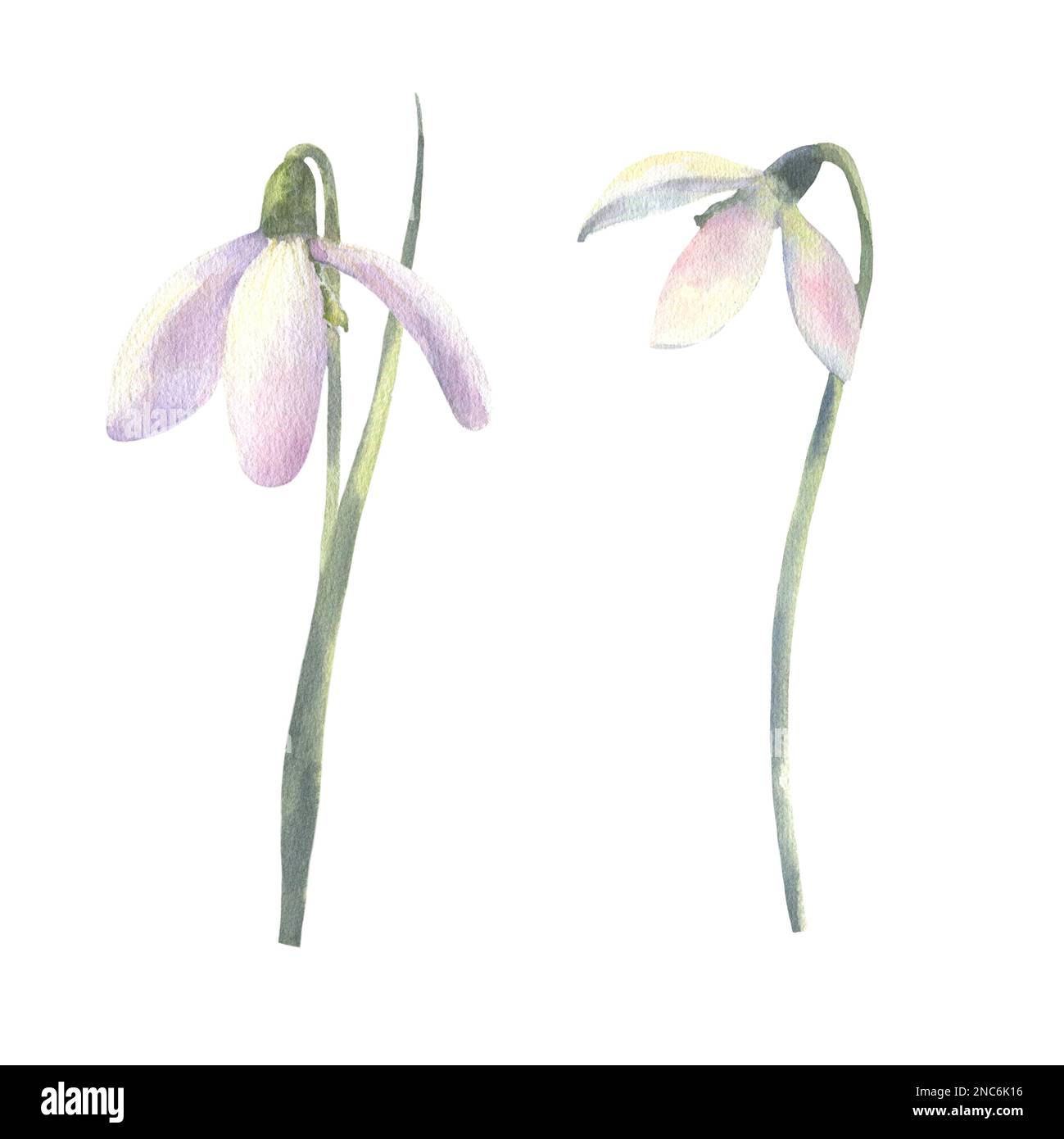 Set of watercolor spring flowers of snowdrops. Hand painted botanical ...