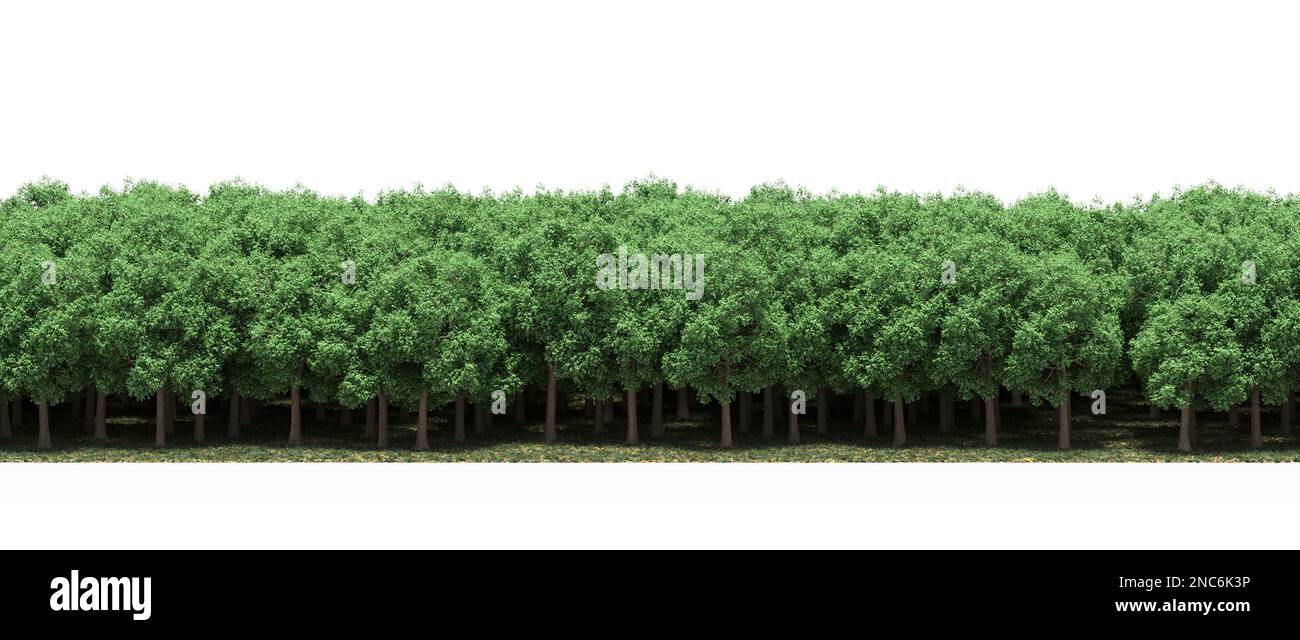 forest line, trees in the forest with grass and fallen leaves, isolated ...