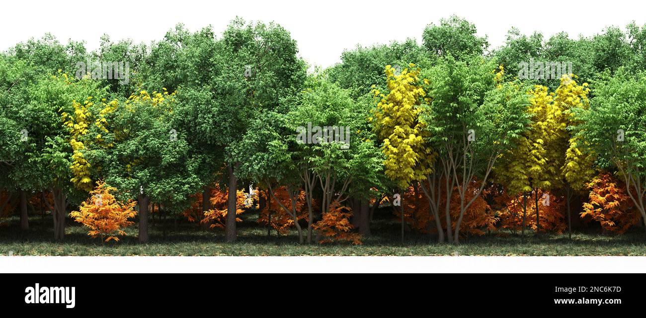 forest line, trees in the forest with grass and fallen leaves, isolated ...