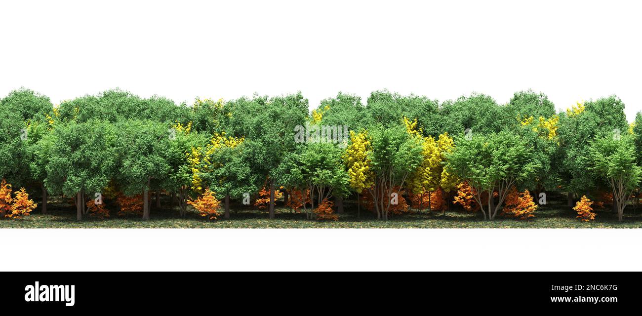 forest line, trees in the forest with grass and fallen leaves, isolated ...